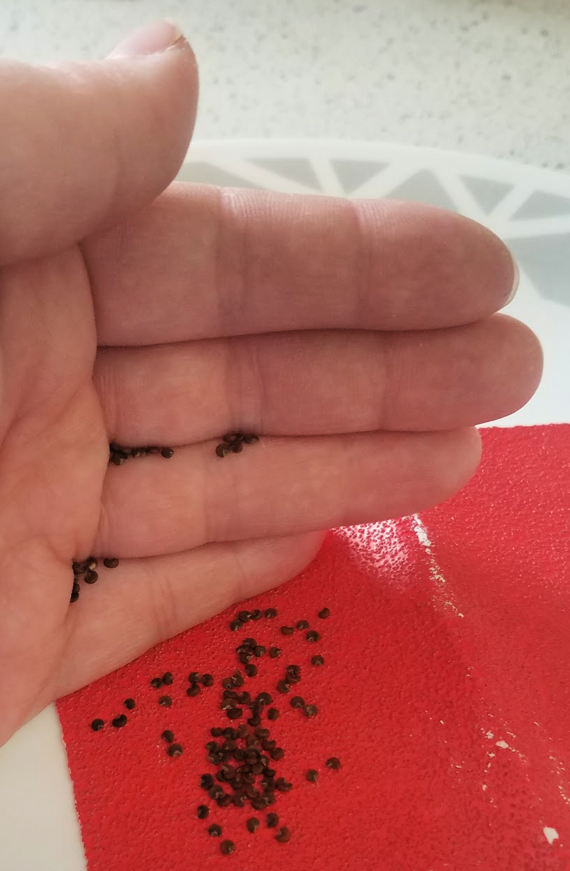 Cold Seed Stratification and Scarification - backyardthriving.com